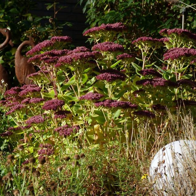 Alexis Turner Store: Official Merch & Vinyl