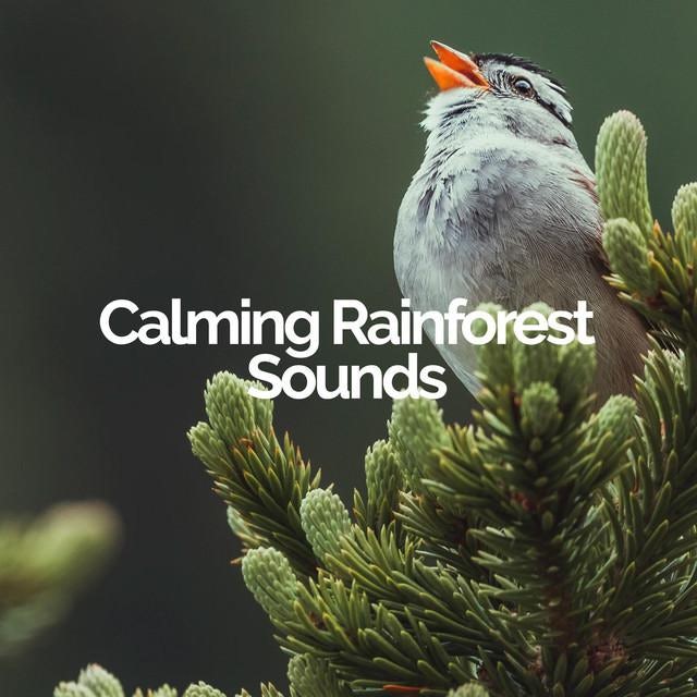 Calming Rainforest Sounds Store: Official Merch & Vinyl
