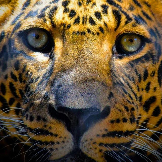 Cheetah Mobile Store: Official Merch & Vinyl