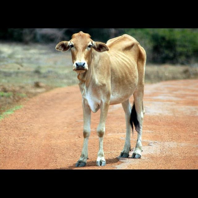 Duncan Cook Store: Official Merch & Vinyl