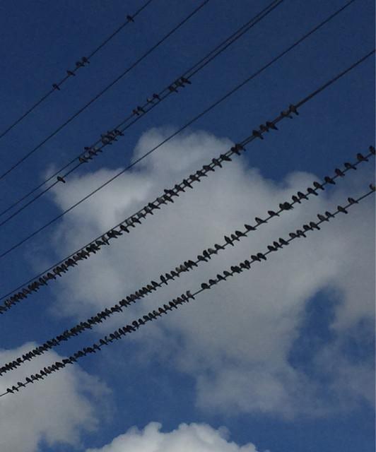 Whatever, Dad Store: Official Merch & Vinyl