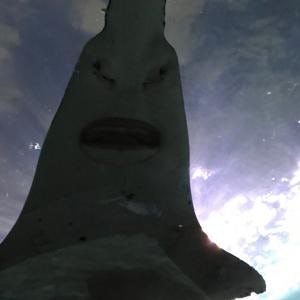 doa archive Store: Official Merch & Vinyl