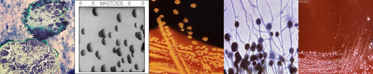 MASTOIDS. Store: Official Merch & Vinyl