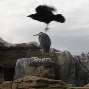 Michael Forest Store: Official Merch & Vinyl