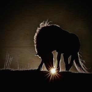 Shed Theory Archive Store: Official Merch & Vinyl